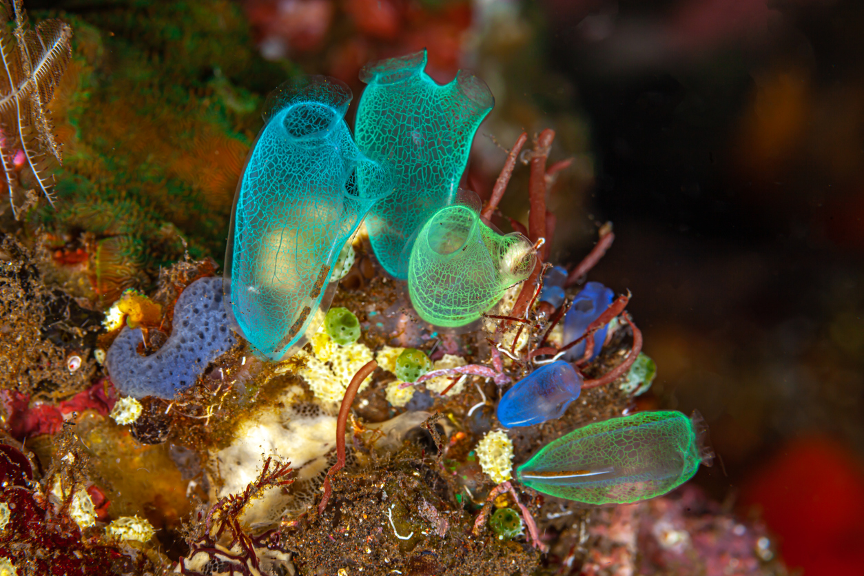 Tunicates - Teach Beach Repeat